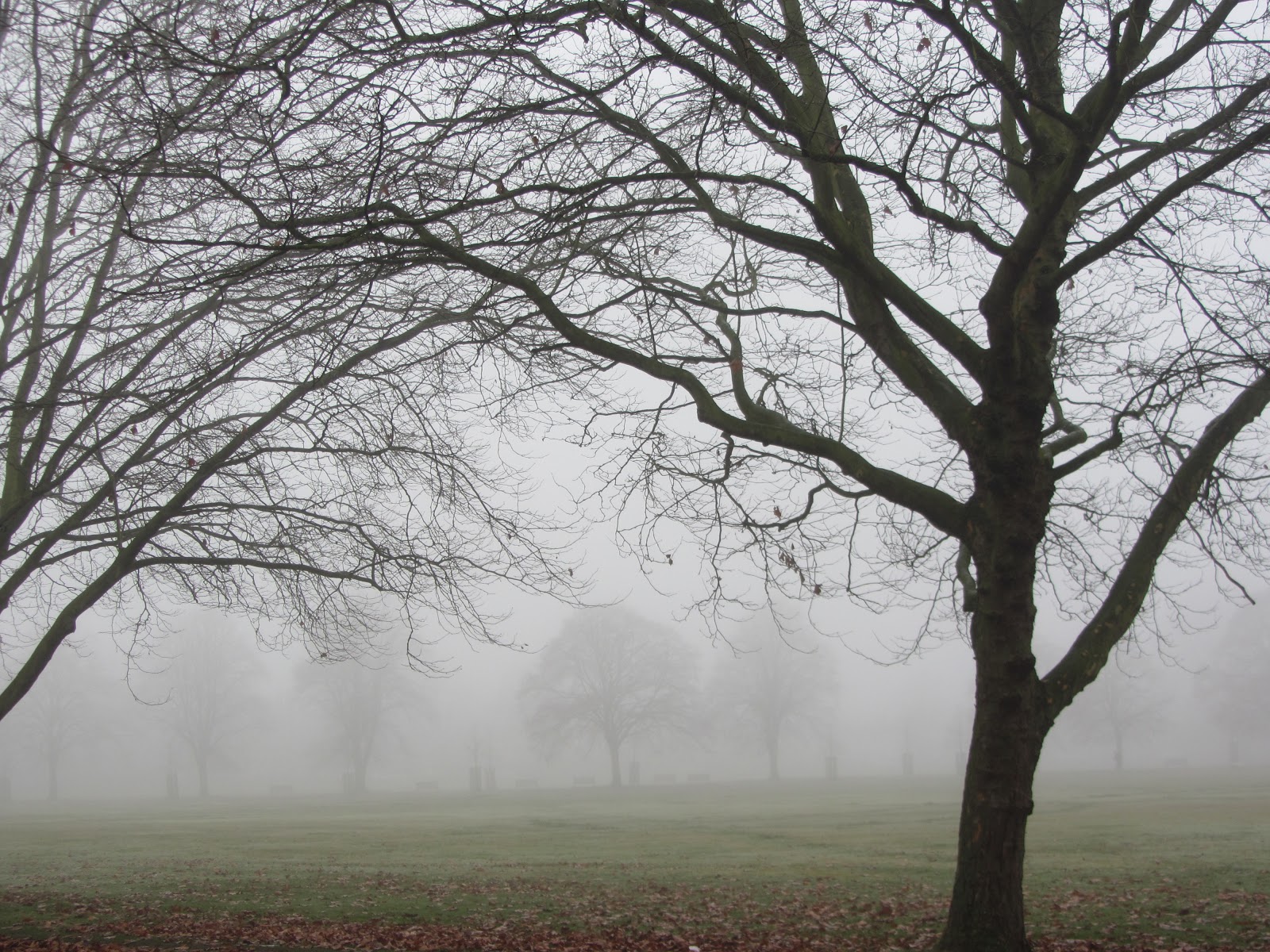Ham Photos: Trees hiding in the mist