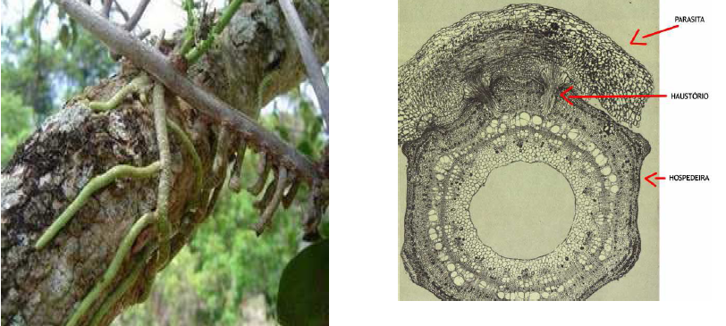 Você e as Ciências: Morfologia e Anatomia Vegetal
