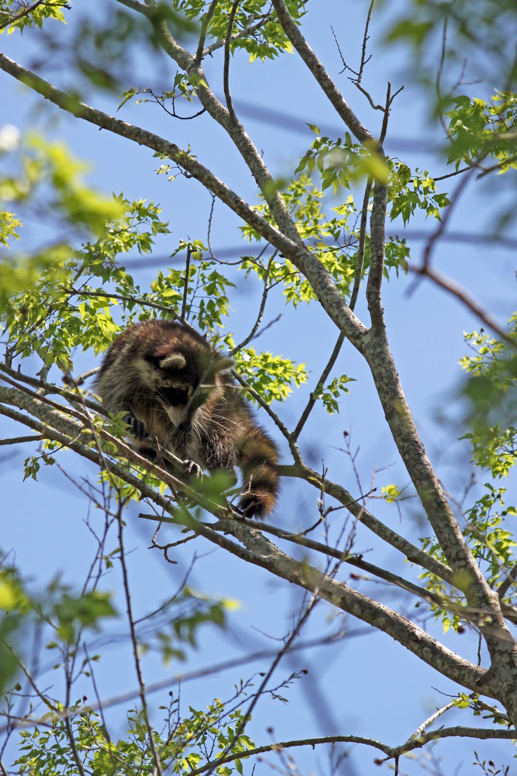 The Robertson Family: New Orleans Zoo