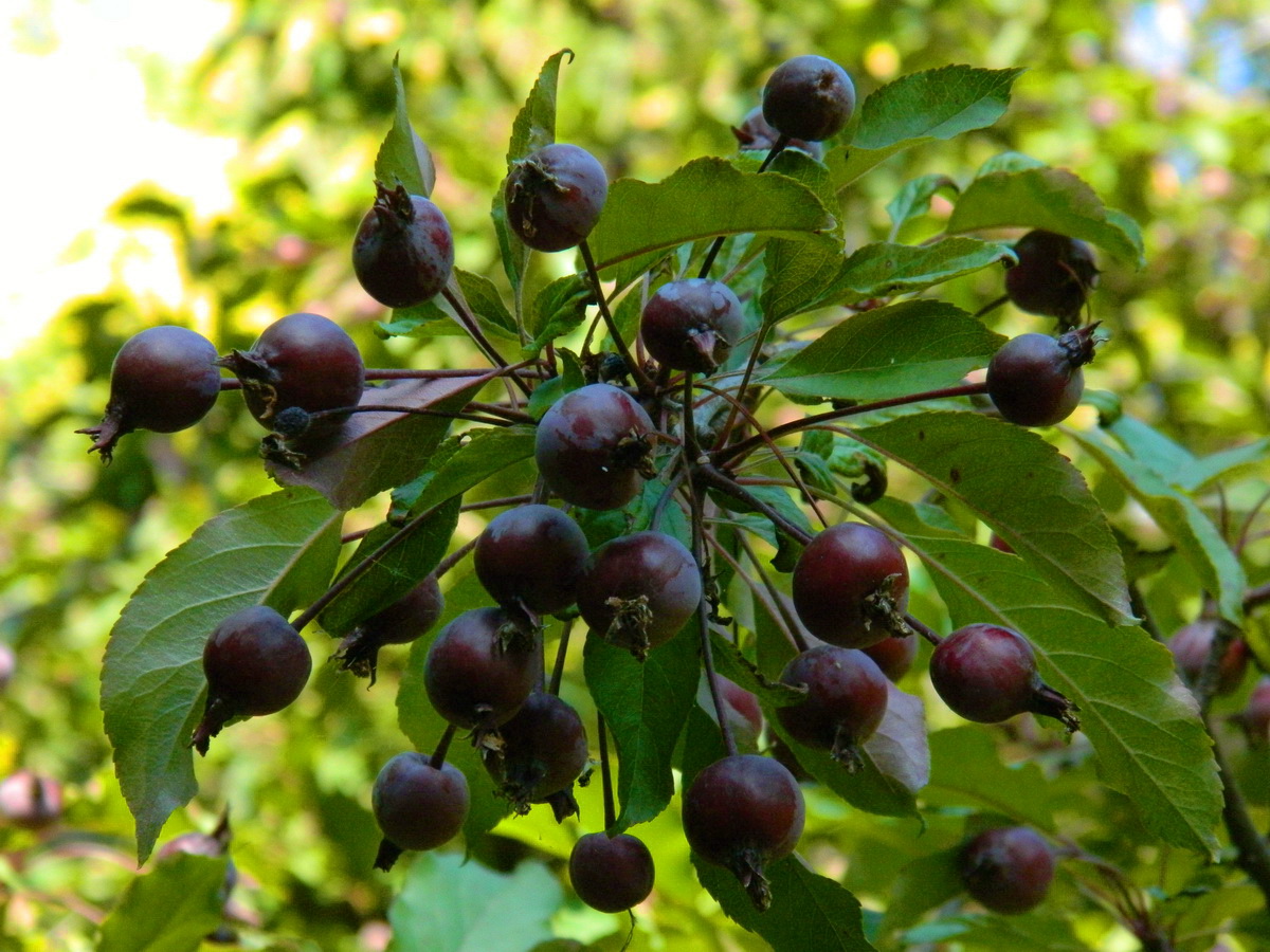LA MULTI ANI, ROMANIA!: Merisoare