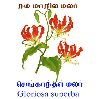 Tamil Nadu State Flowers Name In | Best Flower Site