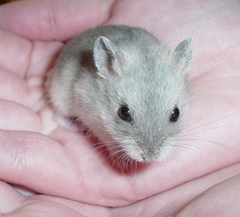 Dwarf Hamsters in the Classroom • Christi Fultz