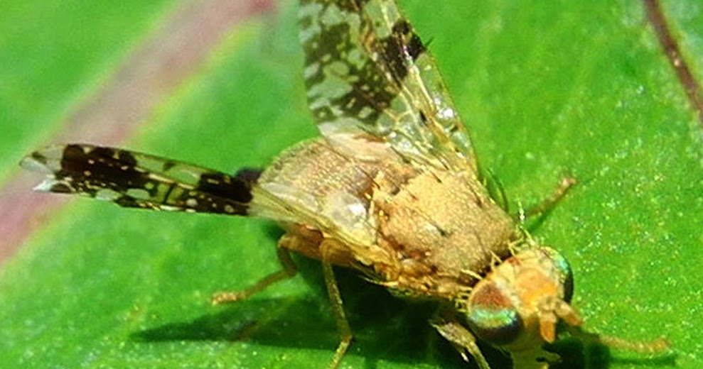 Species New to Science: [Entomology • 2019] Revision of the Old World ...