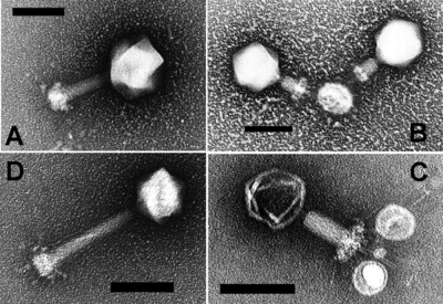 Virus Famili Myoviridae ~ Virus Information