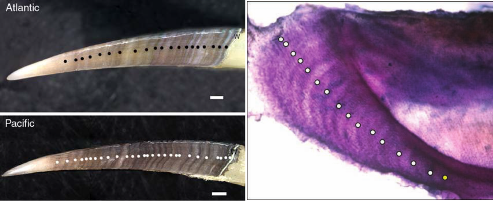 Virginia Tech Ichthyology Class : Give Thanks to the Spiny Dogfish ...