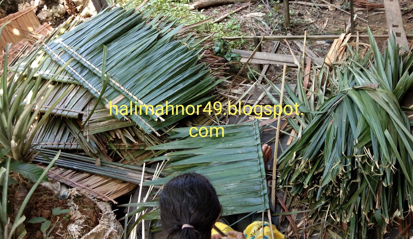 Khas dan Budaya Daerah Kalimantan: Manfaat Pohon Rumbia (Pohon Sagu ...