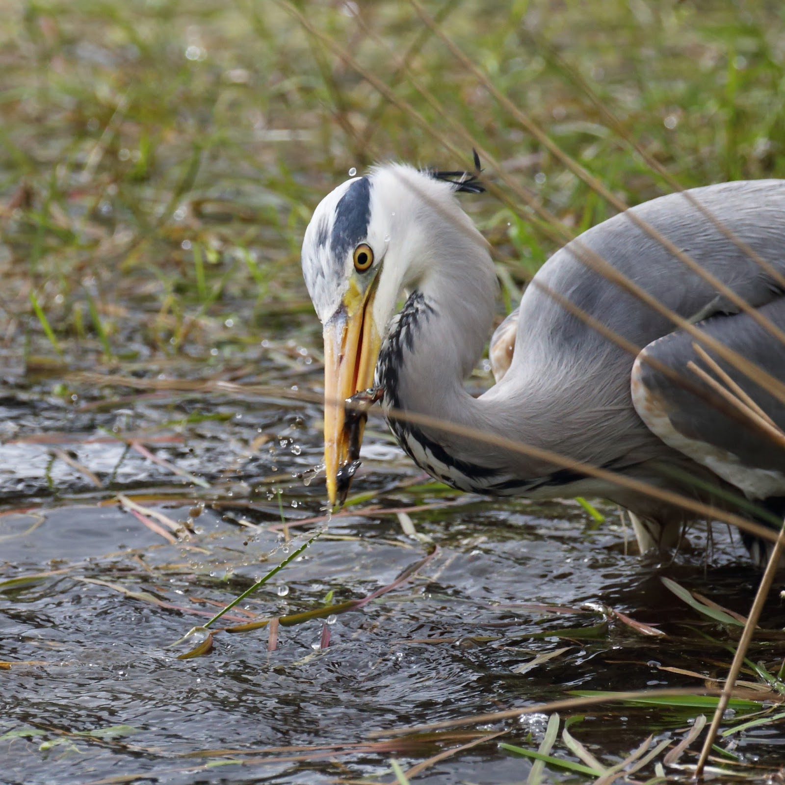 NI Bird Pics: Angus Kennedy - Grey Heron