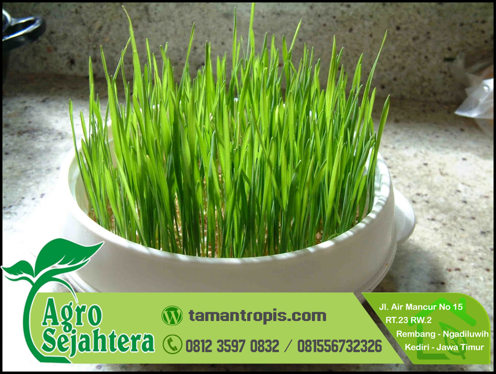 Jual Rumput Alfalfa Untuk Kelinci