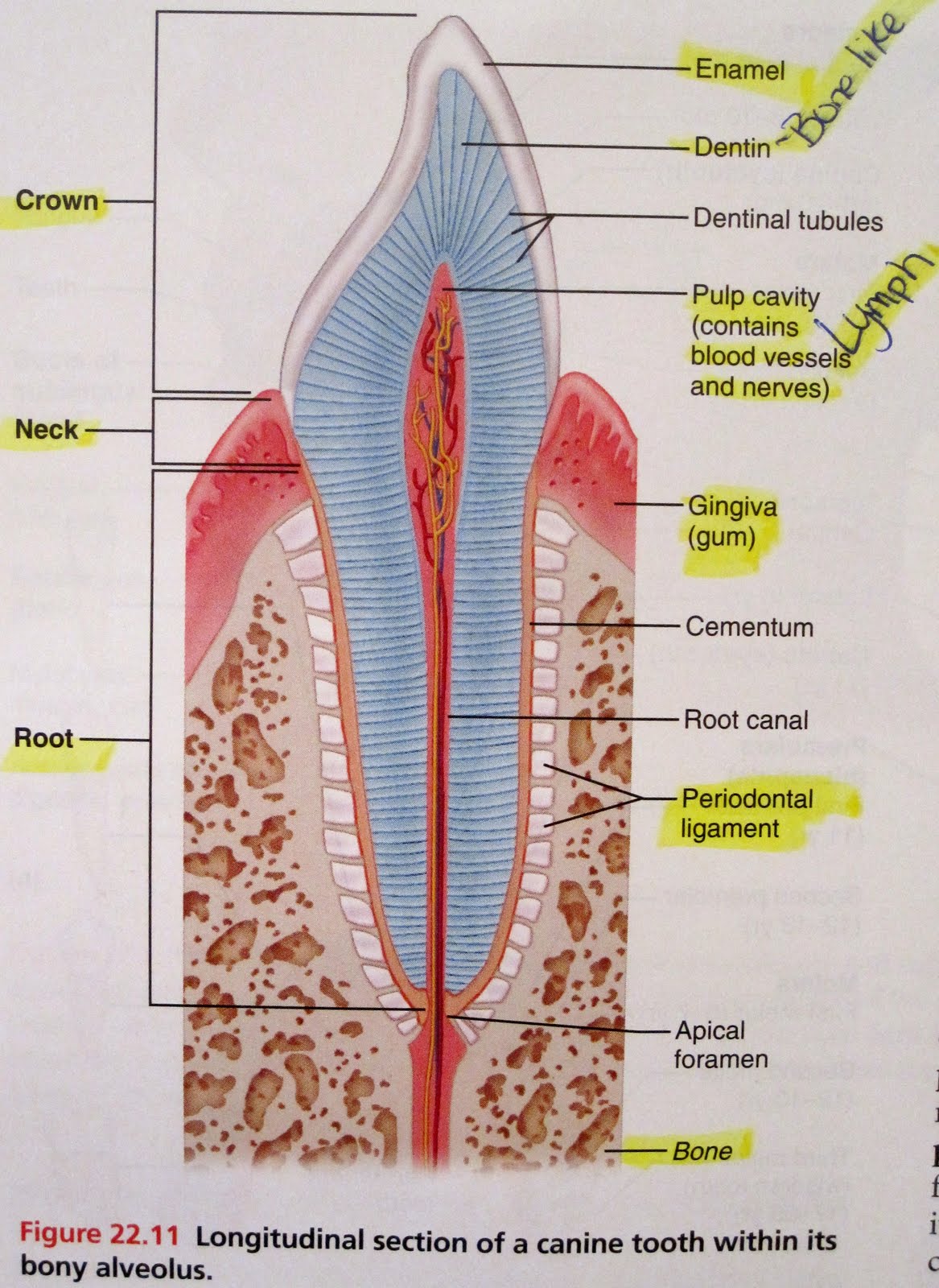 Anatomy and Physiology 2 Eportfolio: February 2011