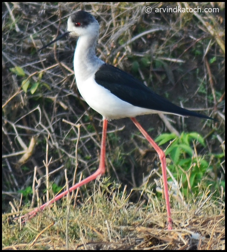 Black-Winged Stilt Pictures and Detail (A Bird with Narrow and Tall legs)