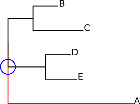 PhyloBotanist: More on outgroup rooting: whither root branch length?