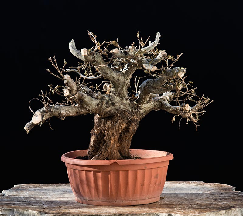 Walter Pall Bonsai Adventures: Oriental hornbeam #61