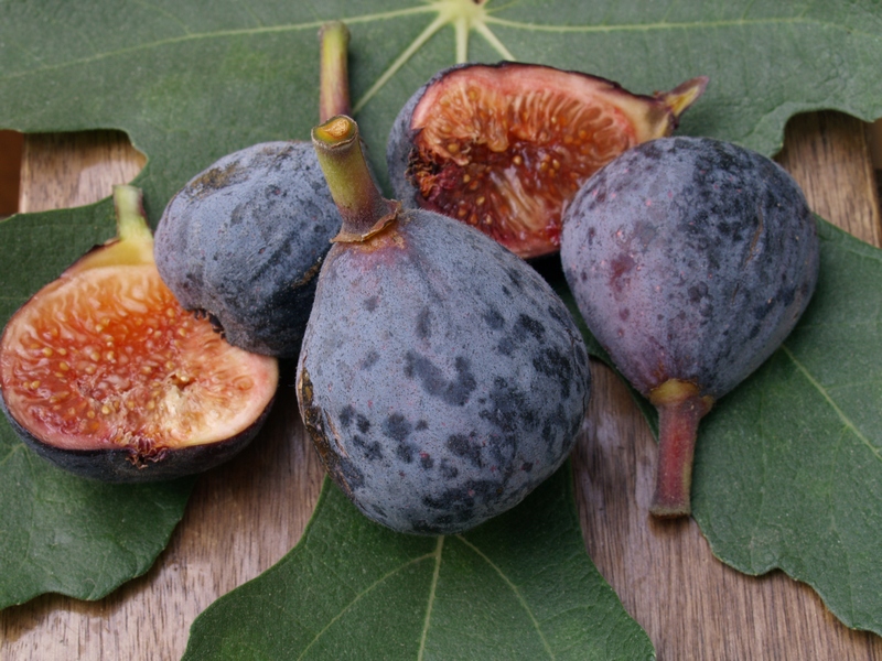 Pastiliere Fig - Var Tin