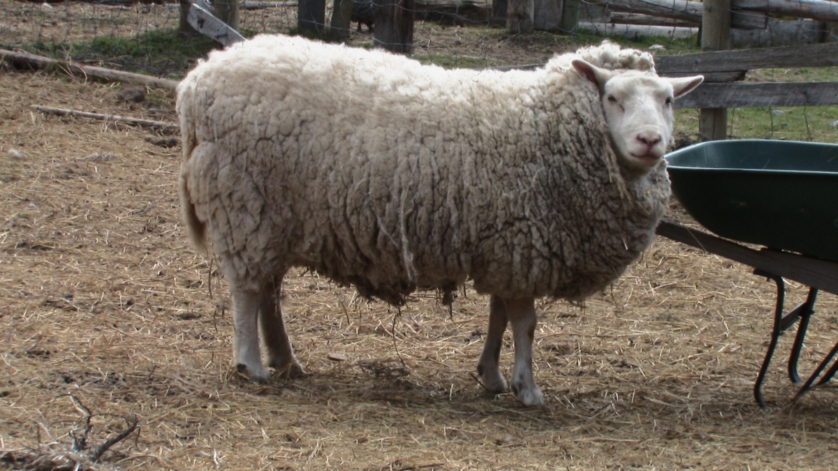 Off-grid on a Northern Goat Farm: Shearing the Sheep