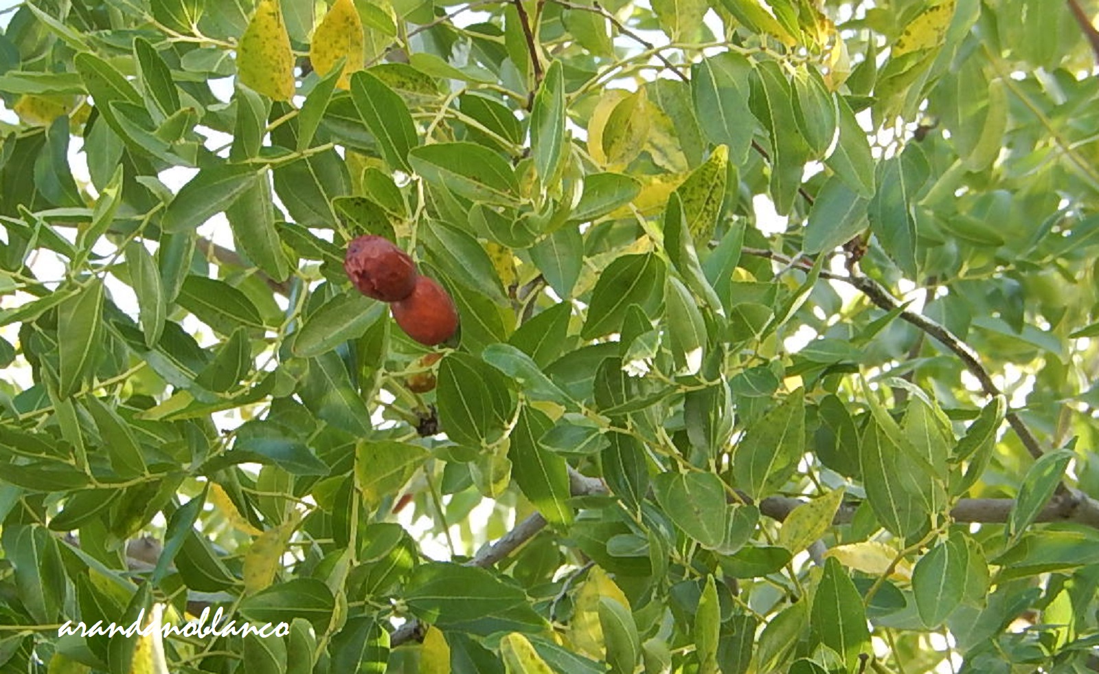 elarbolmiamigo-encinarosa: Zizypus jujuba - Azufaifo – Azufaifa - jujube