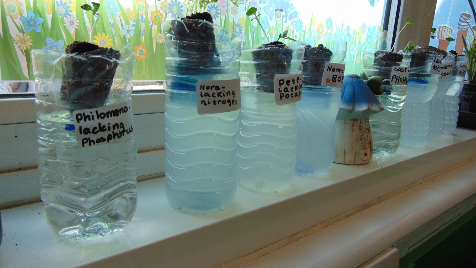 The Smarties Science Club: Hydroponics experiment - THE CRUNCH