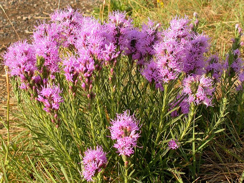 The Full Circle Gardener: Plant of the Week: Blazing-star