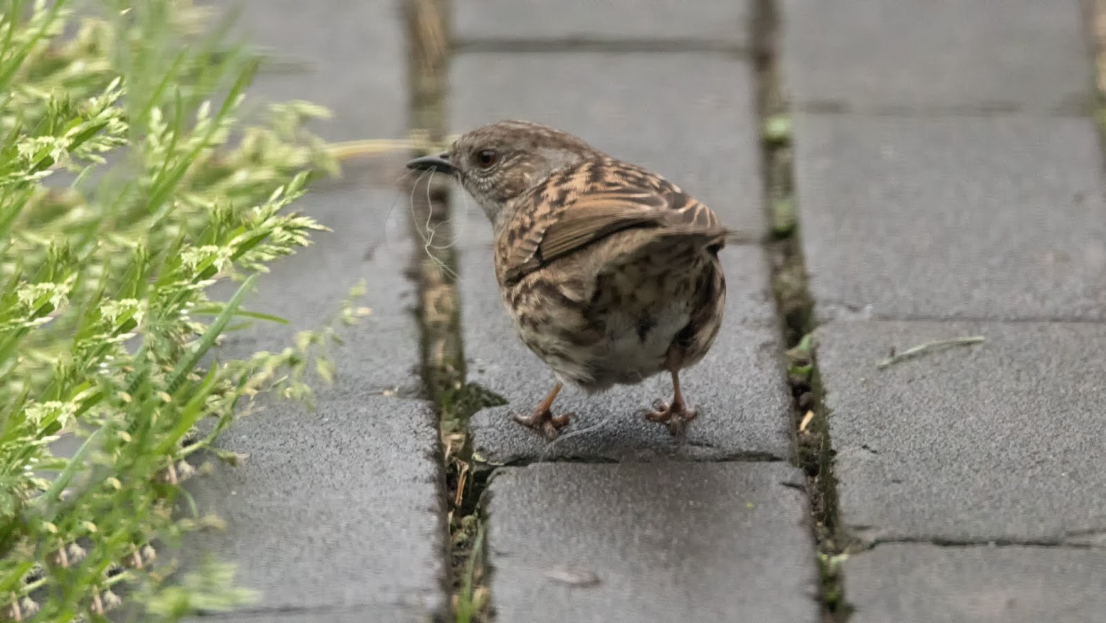 Caroline's natuurfotografie : Vogels Europa