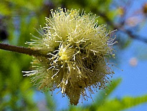 Reforestation and the Medicinal Uses of Trees -Liliana Usvat Research ...