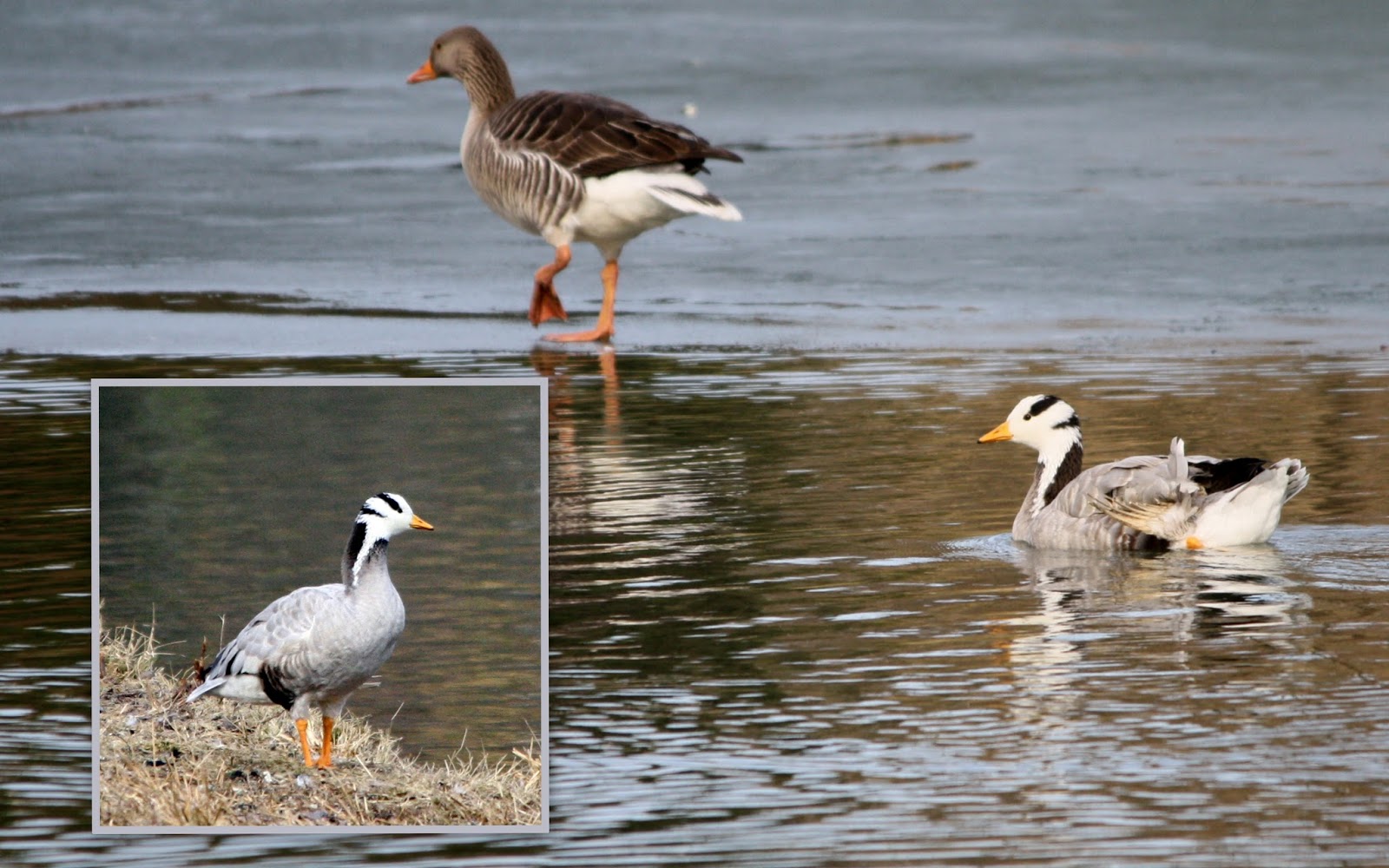 het MAASproject: Indische gans