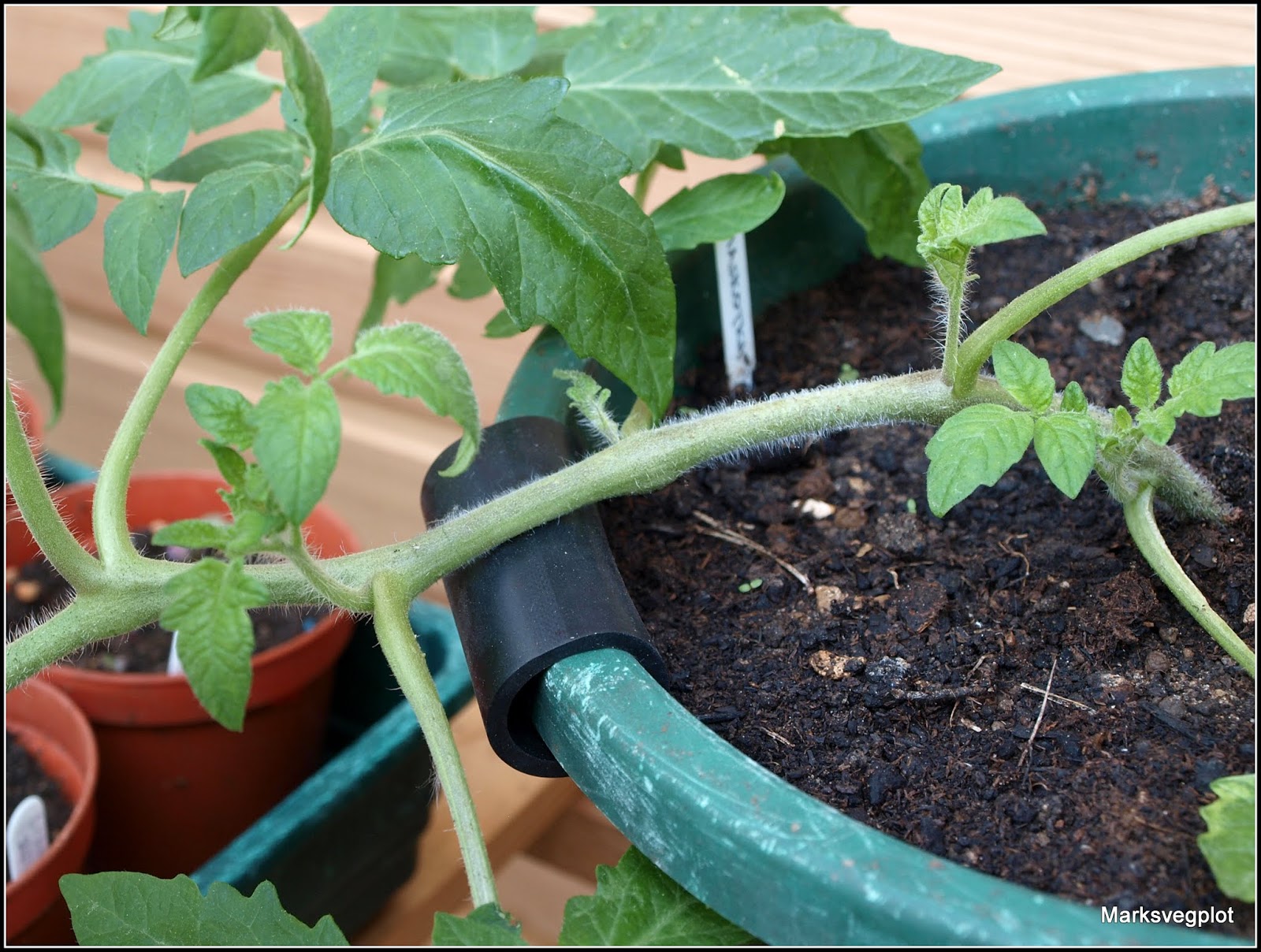 Mark's Veg Plot: Softening the edges