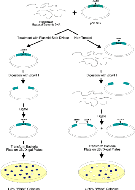 Gene Cloning: How does gene cloning work?
