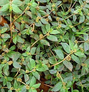 BENEFIT FROM HERBS: Health Benefits of Asthma Weed (Tawa-Tawa)
