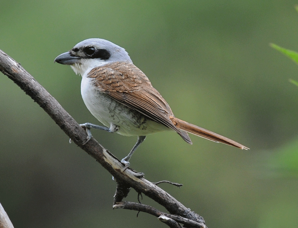 ZOOTHERA BIRDING BLOG: Mengbi Shan