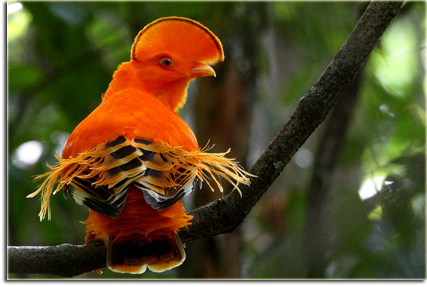 Vive la retraite: Le coq de roche orange