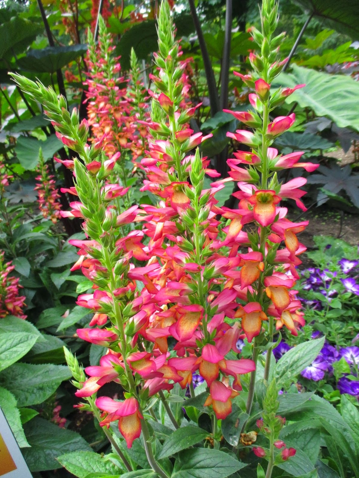 'Illumination Flame' Foxglove - Super Star