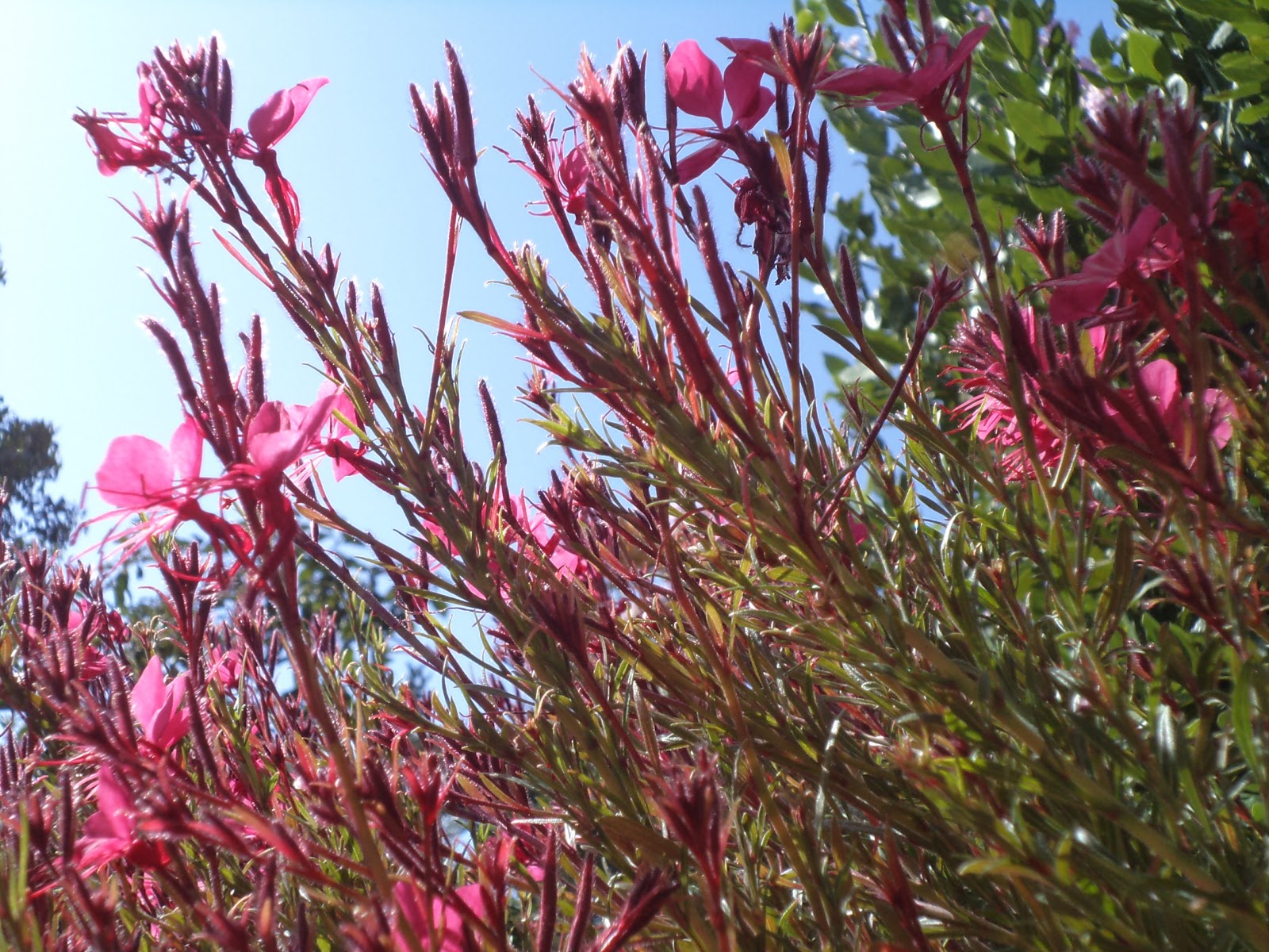 Πάπαλα - Papala: ΑΡΚΕΤΑ ΜΕ ΤΗΝ ΚΟΡΟΪΔΙΑ, ΑΠ’ ΟΠΟΥ ΚΙ ΑΝ ΠΡΟΕΡΧΕΤΑΙ!