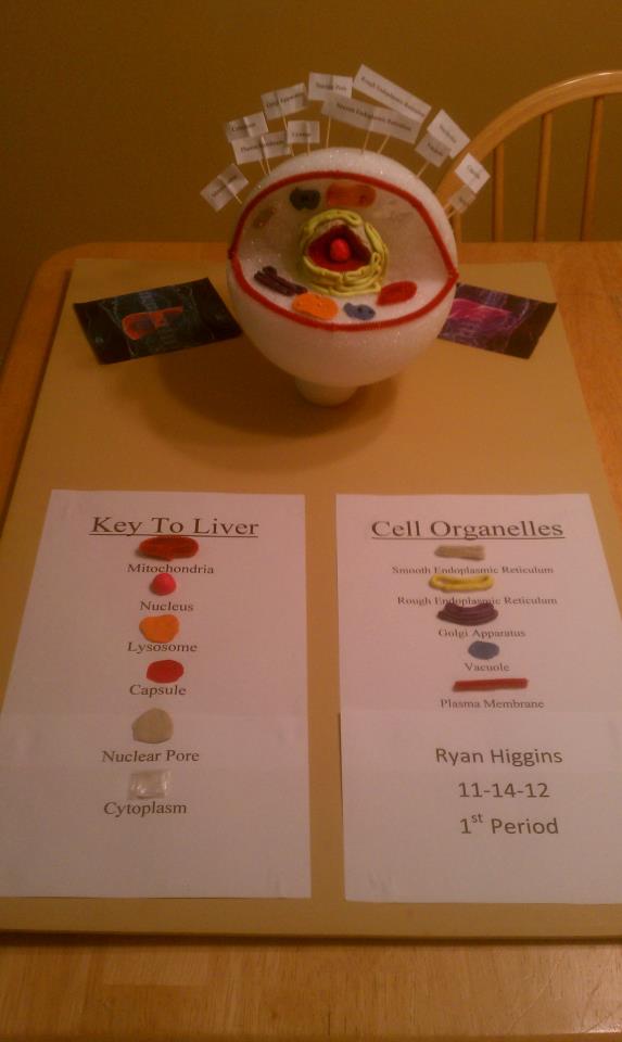 Existential Mama: My Nephew's Science Project: The Liver Cell