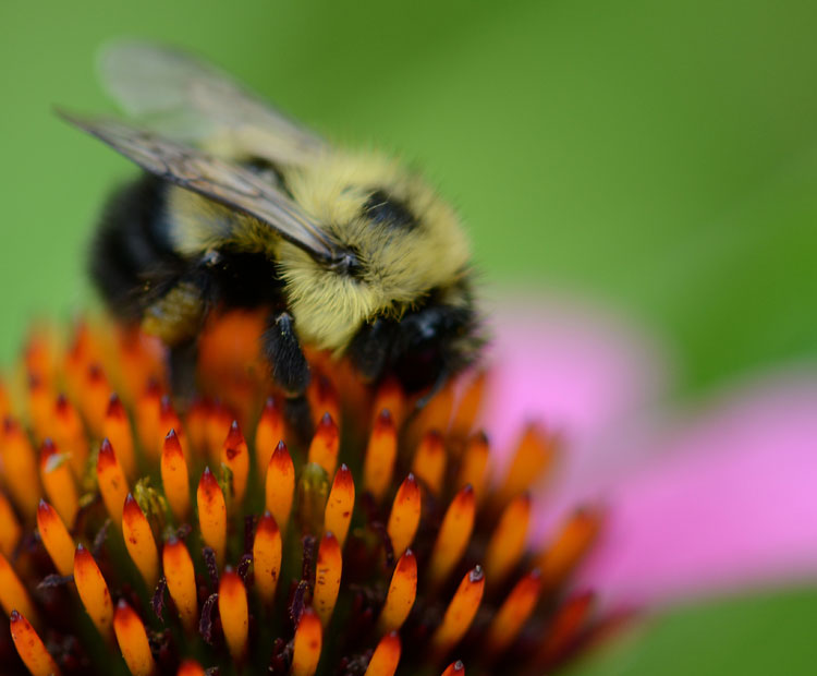 Red and the Peanut: That bumblebee is the bomb!