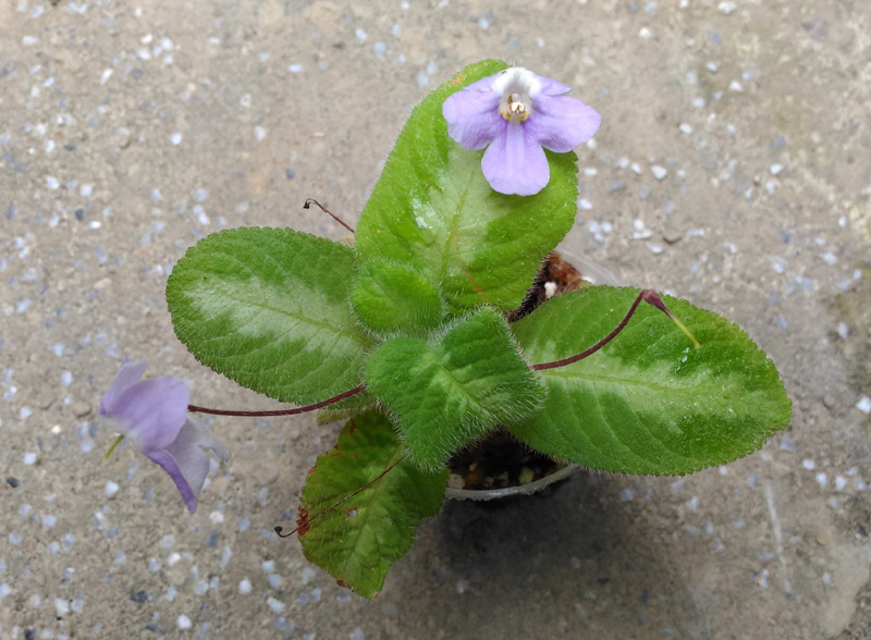 Pirate's Playground: Codonoboea puncticulata