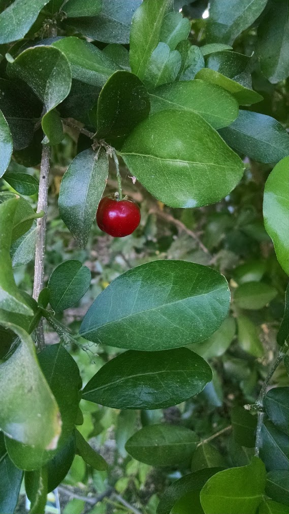 Desert Valley Orchard: Florida Sweet Barbados Cherry