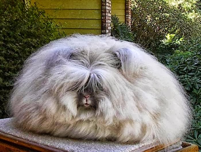 The Most Fluffy Bunny in the World | sussurroeterno