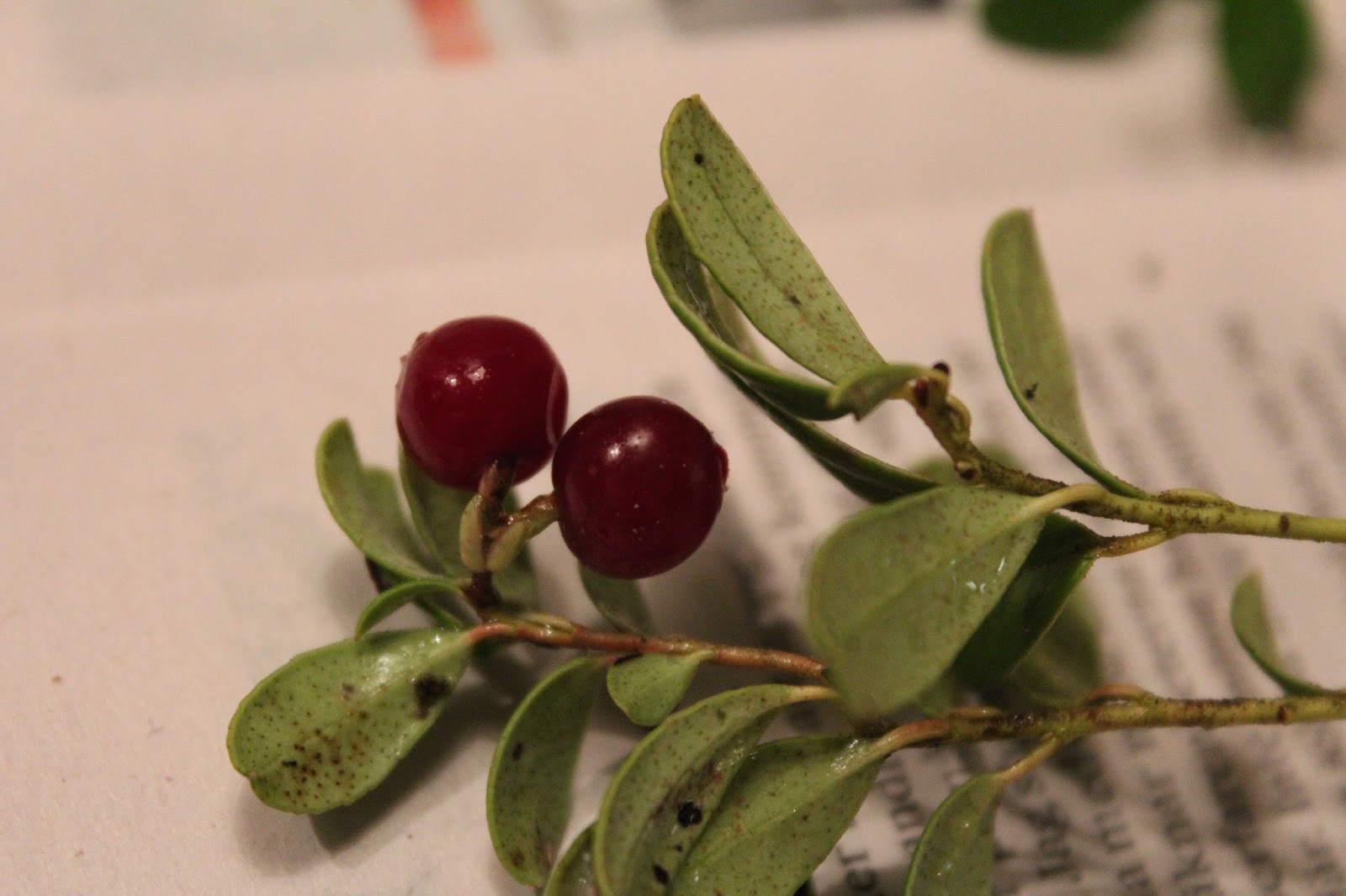 Min Naturliga Sida: Lampskärm av lingonris - lucka nr 18