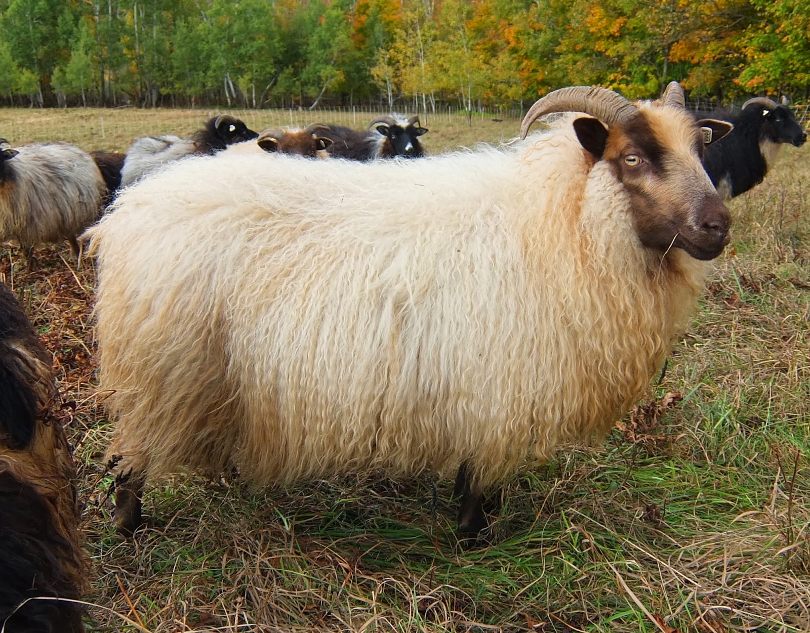 Stark Hollow Farm: Fall Shearing of the Icelandic Sheep