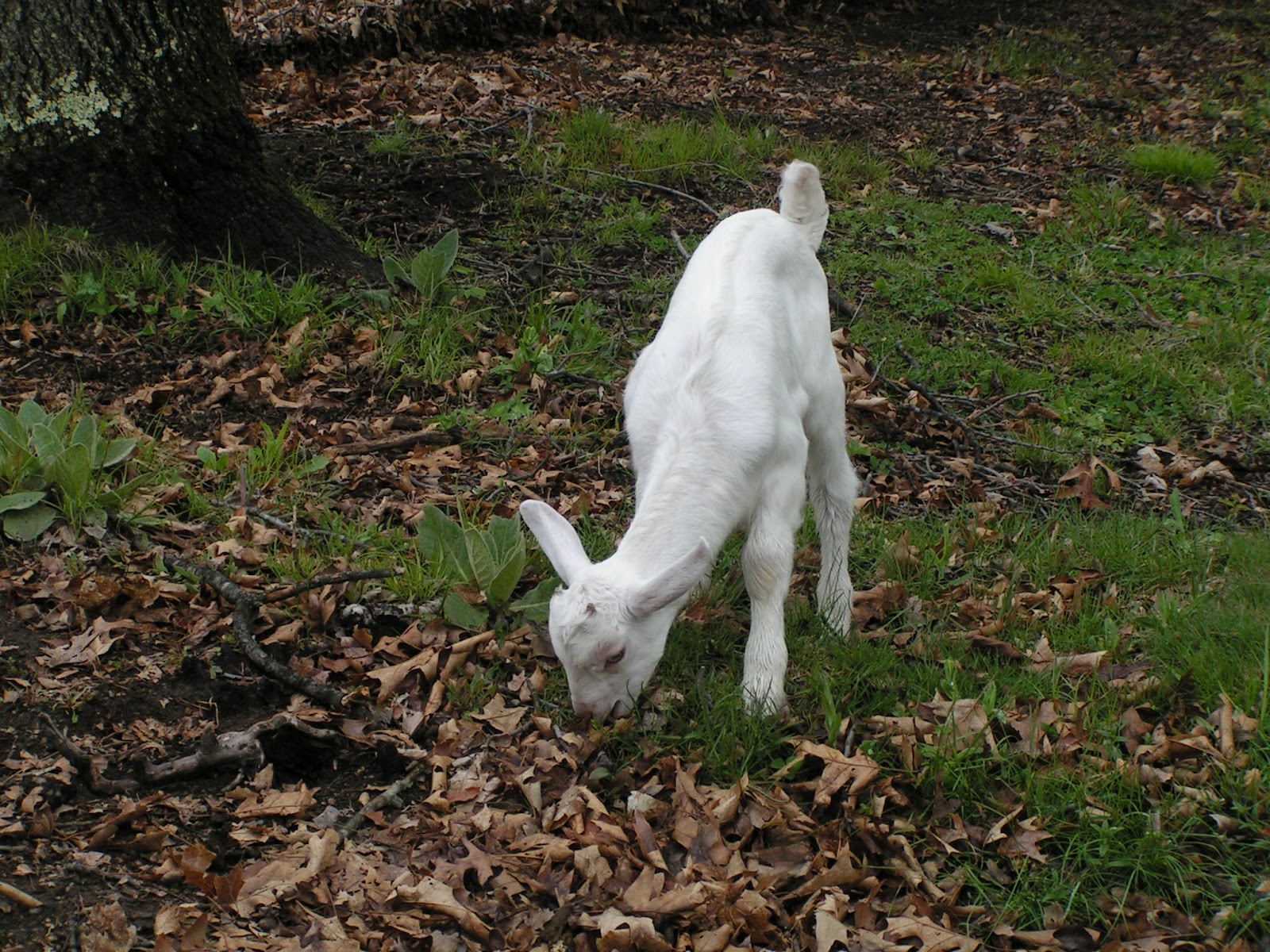 Blue Viola Farm: Never enough baby goats!