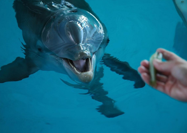 Esta semana se estrena "Winter, el delfín" ~ Cinema Viral