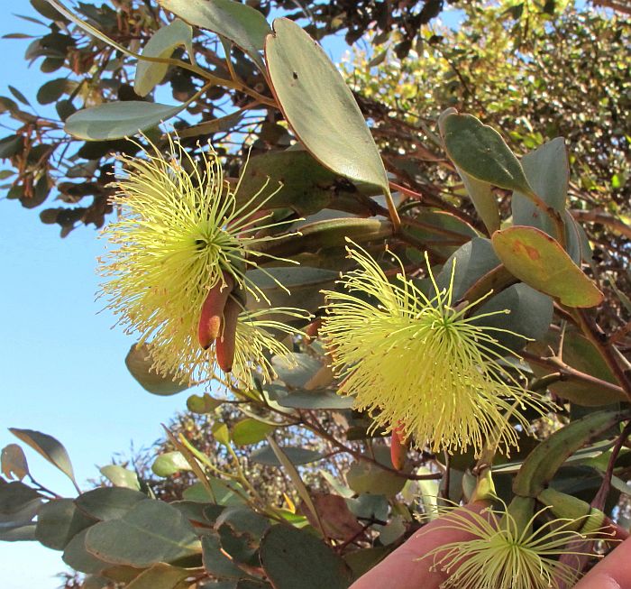 Esperance Wildflowers: Eucalyptus platypus subsp. congregata - Moort