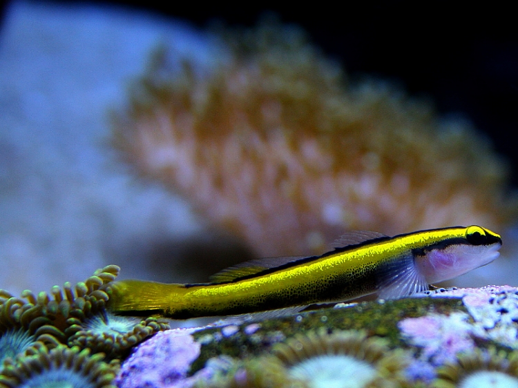 Aquarium Stuffs: Peixe Neon Marinho