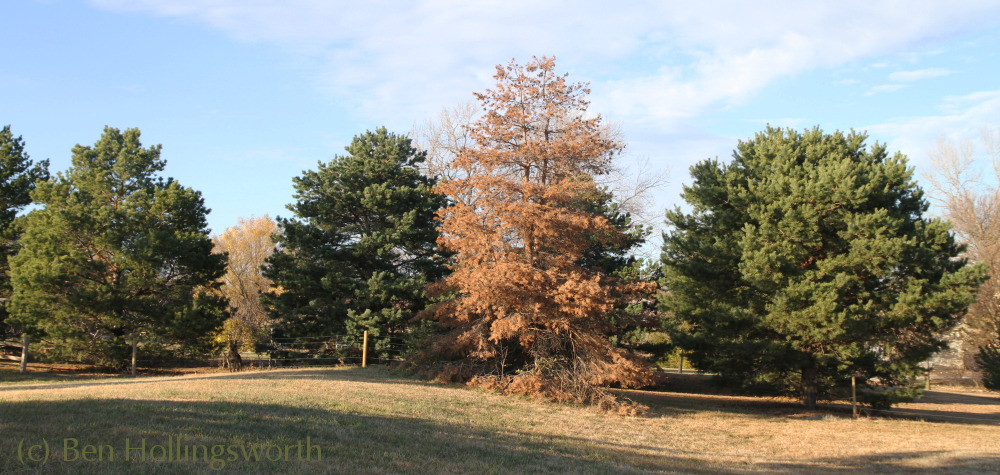 Prairie Rim Home: Pine wilt infestations