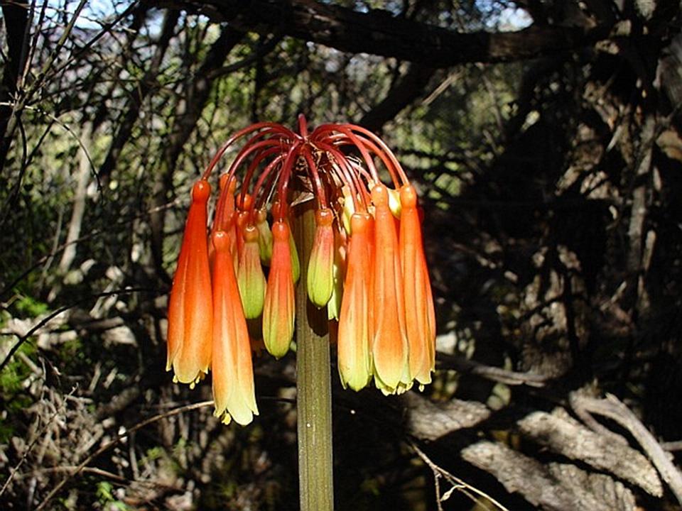 Sharing flower bulb information: Clivia mirabilis - a photographic ...