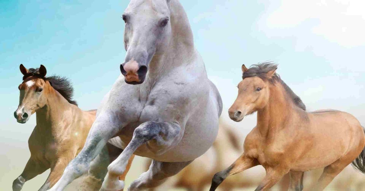 Los Animales y sus Humanos: Historia del Caballo