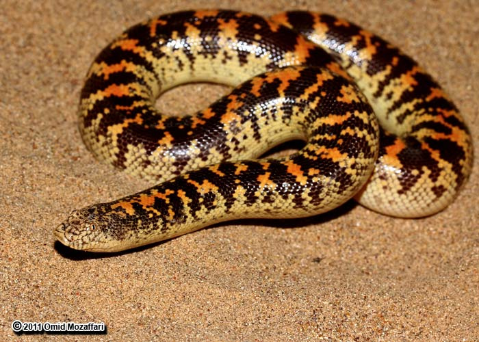 Real Monstrosities: Arabian Sand Boa