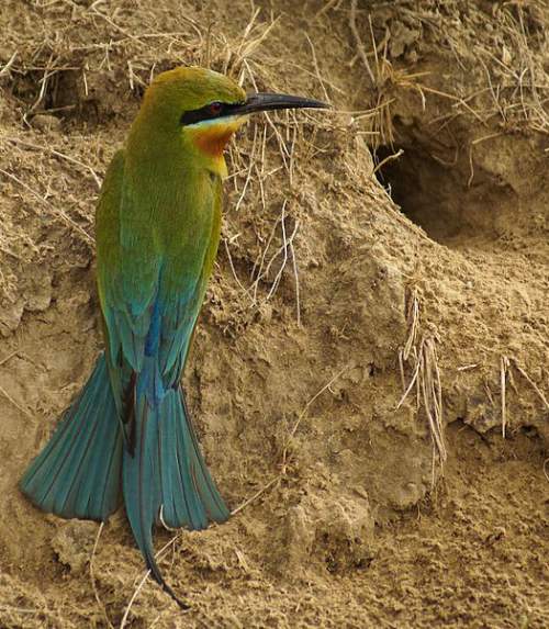 Birds of India | Bird World: February 2017