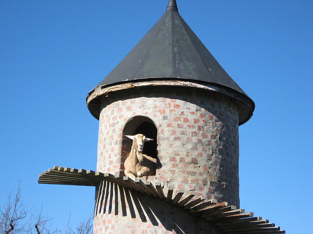 The Goat Tower - A Caprine Condominium ~ Kuriositas