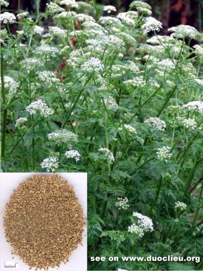 Cnidium fruit (Shechuangzi)-Cnidium monnieri (L.) Cuss.