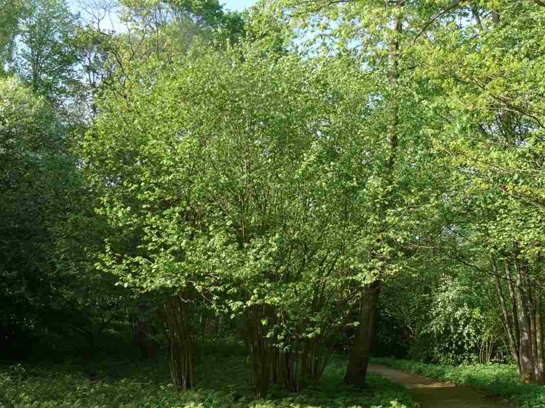 Trees Planet: Corylus avellana – Hazel